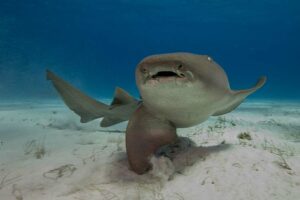 15 Nurse Shark Facts: Description, Habitat, Fun Behaviors and Much More