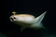 15 Nurse Shark Facts: Description, Habitat, Fun Behaviors and Much More
