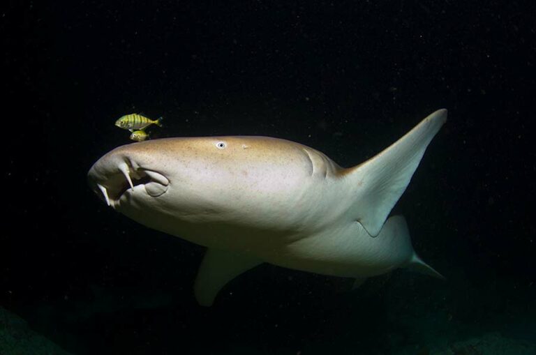 15 Nurse Shark Facts: Description, Habitat, Fun Behaviors and Much More
