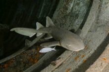 15 Nurse Shark Facts: Description, Habitat, Fun Behaviors and Much More