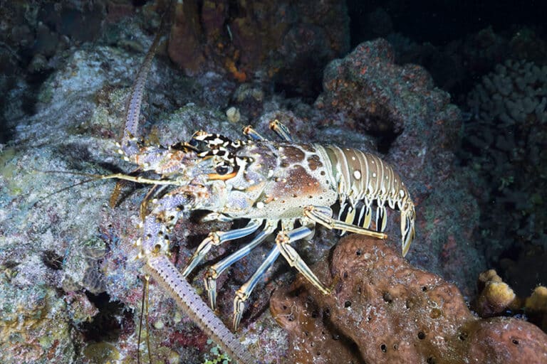 Night Snorkeling Techniques | Dressel Divers