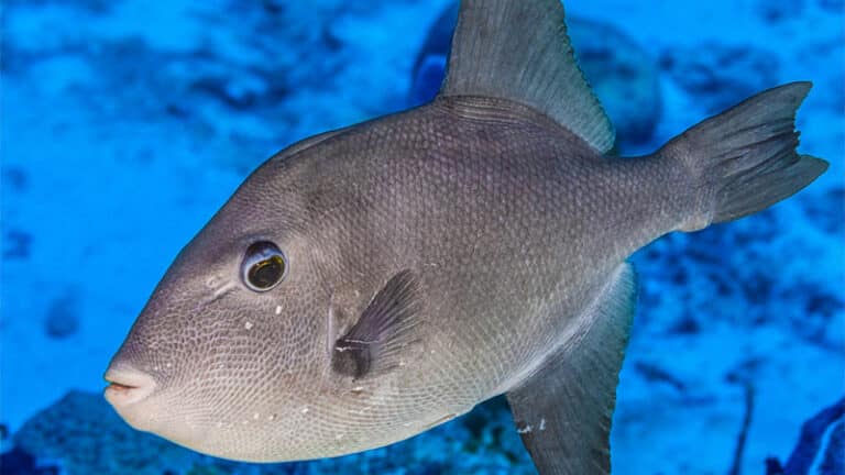 Triggerfish Teeth and Other Interesting Facts about These Animals