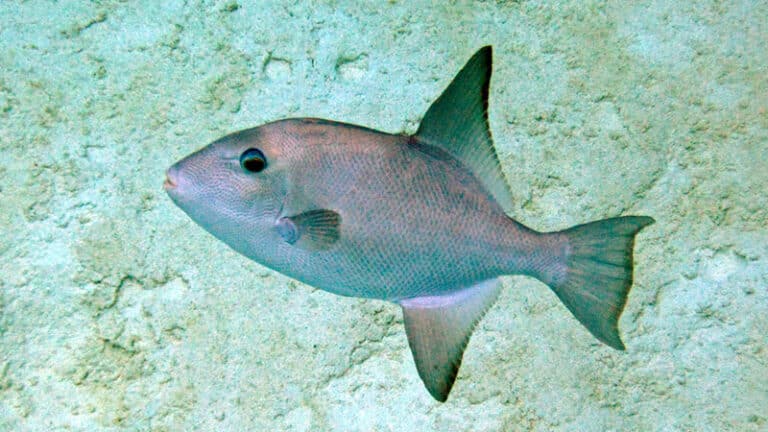 Triggerfish Teeth and Other Interesting Facts about These Animals