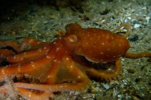 15 Fascinating Octopus Facts You Need to Know