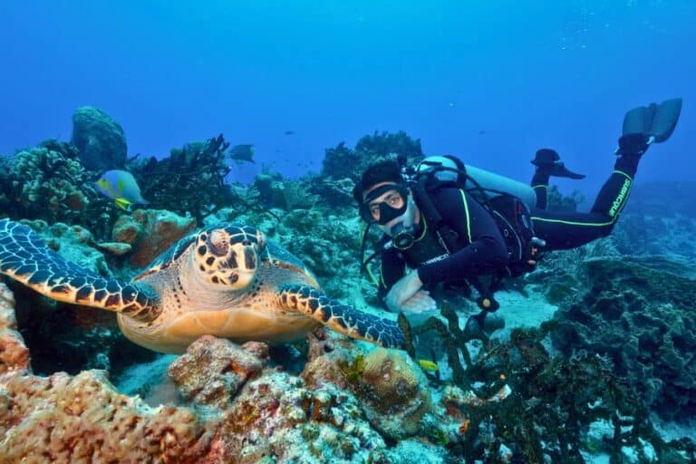Palancar Reef, A Paradise For Scuba Divers | Dressel Divers