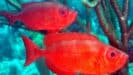 Red Bigeye Fish: 3 Families of Amazing Fish with Big Eyes