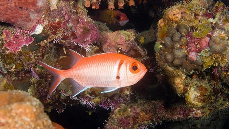 Red Bigeye Fish: 3 Families of Amazing Fish with Big Eyes