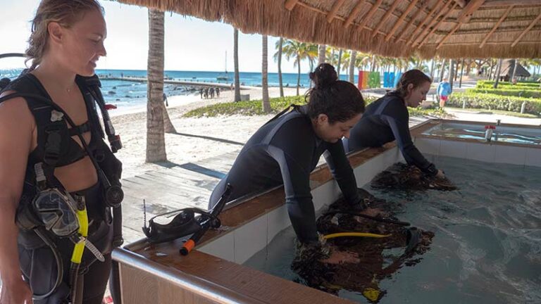 What Are the Bends in Scuba Diving? Causes & Prevention Guide