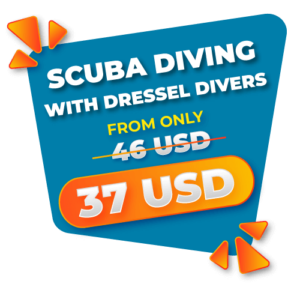 40 Scuba Diving Terms to Speak As a Pro - Dressel Divers
