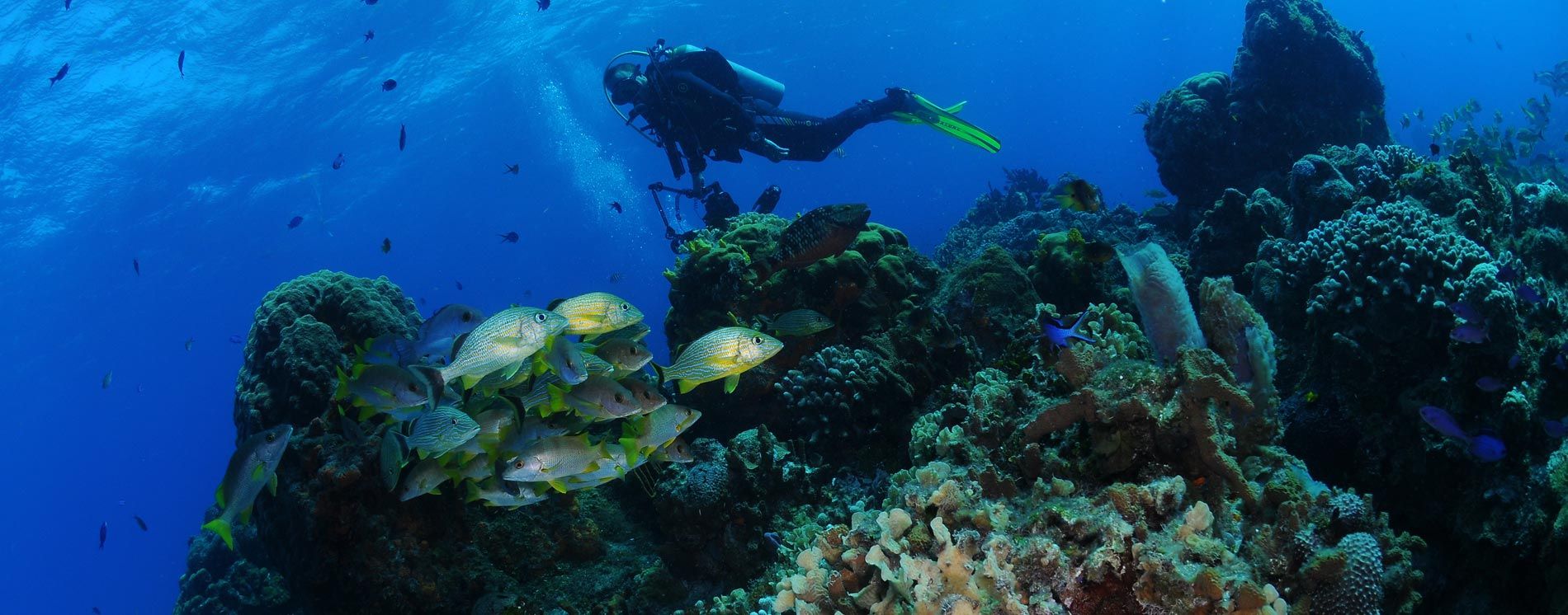 QUALITY DIVING & SNORKELING with DRESSEL DIVERS