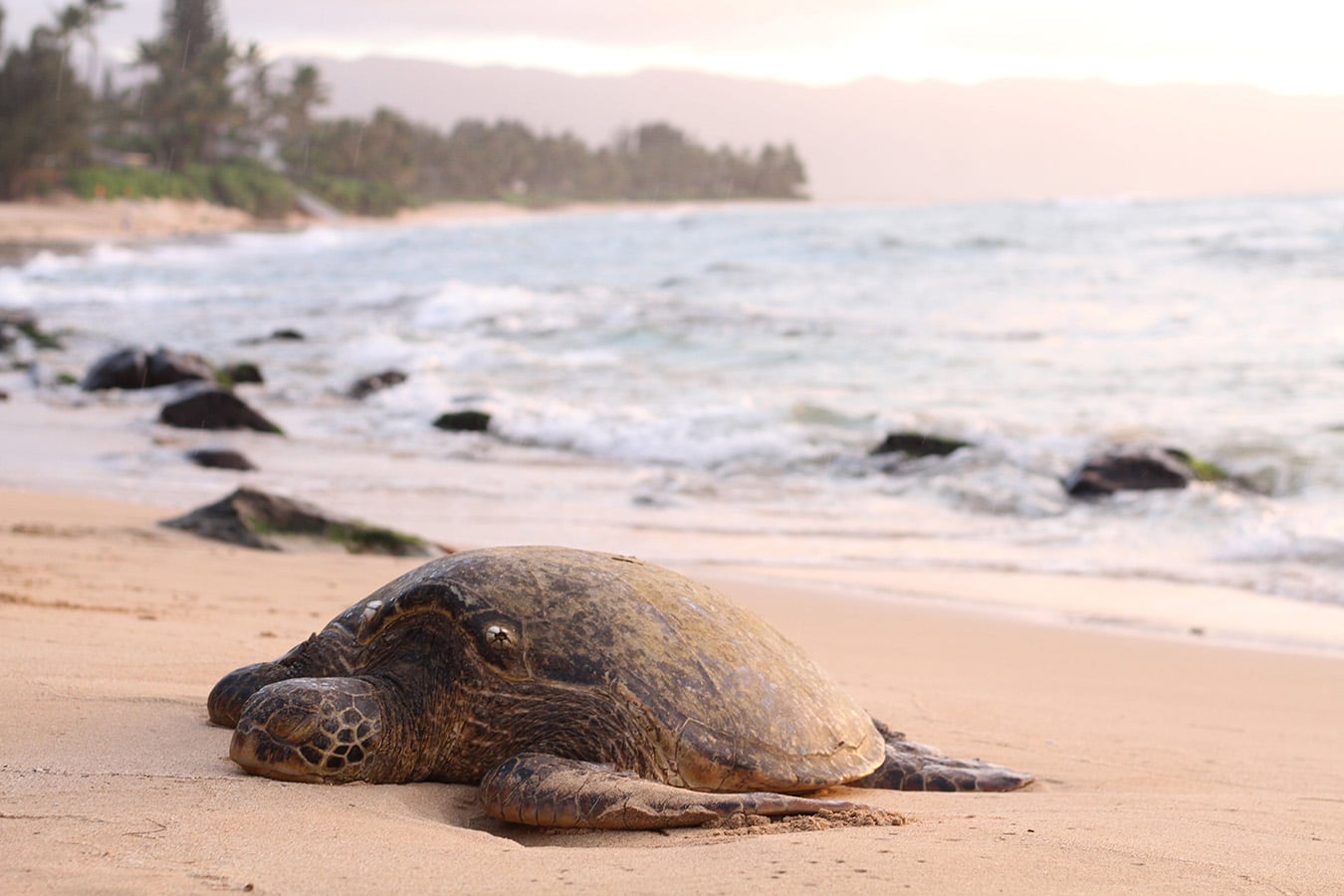 Sea Turtle Nesting Season | What, When, and How
