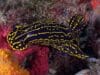Nudibranch Species: List, Photos, and Habitats | Dressel Divers