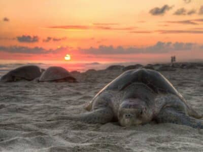 Sea Turtle Nesting Season | What, When, and How