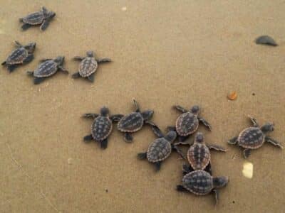 Sea Turtle Nesting Season | What, When, and How