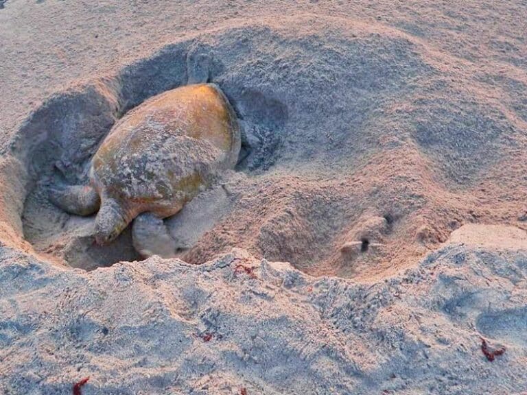 Sea Turtle Nesting Season | What, When, and How