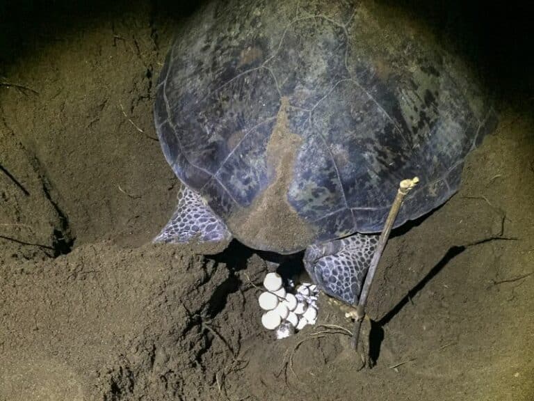 Sea Turtle Nesting Season | What, When, and How