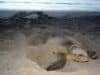Sea Turtle Nesting Season | What, When, and How