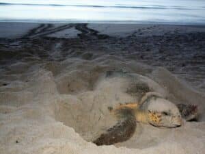 Sea Turtle Nesting Season | What, When, and How