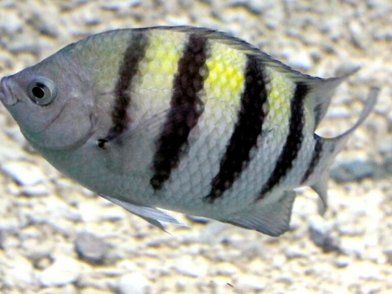 Caribbean Reef Fish Identification | Complete Guide