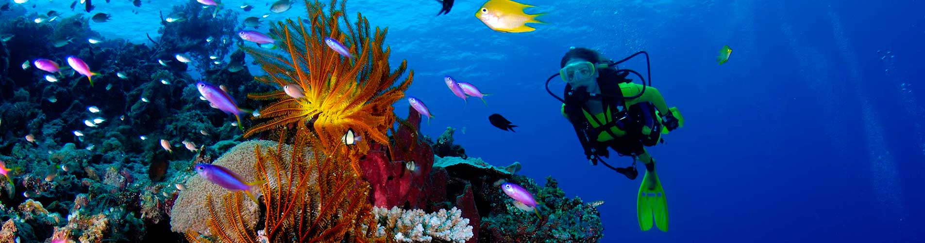 SOLOMON ISLANDS Liveaboard Diving | Dressel Divers | Quality Selects