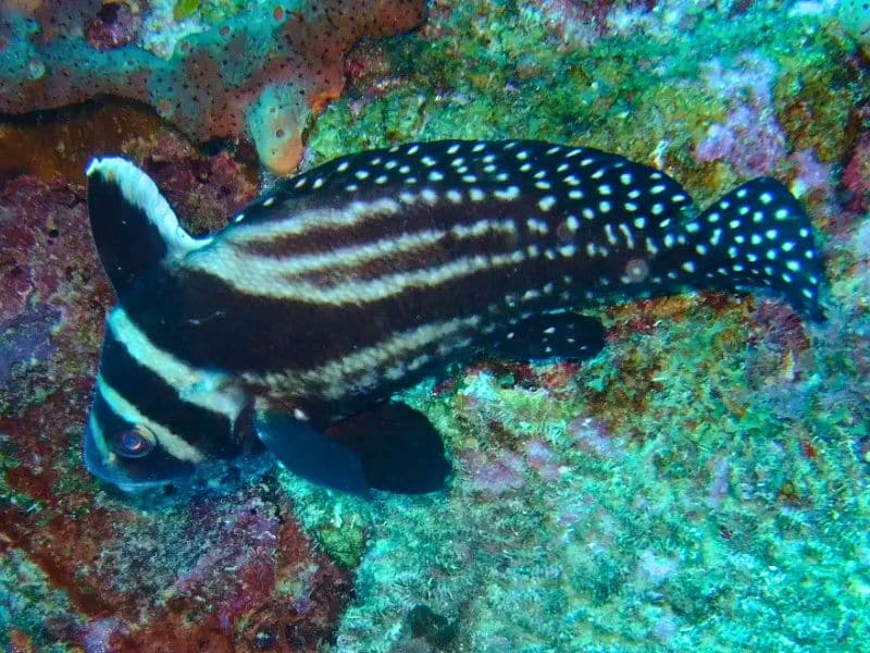 Spotted Drum Fish: Guide to the Caribbean Hypnotic Fish