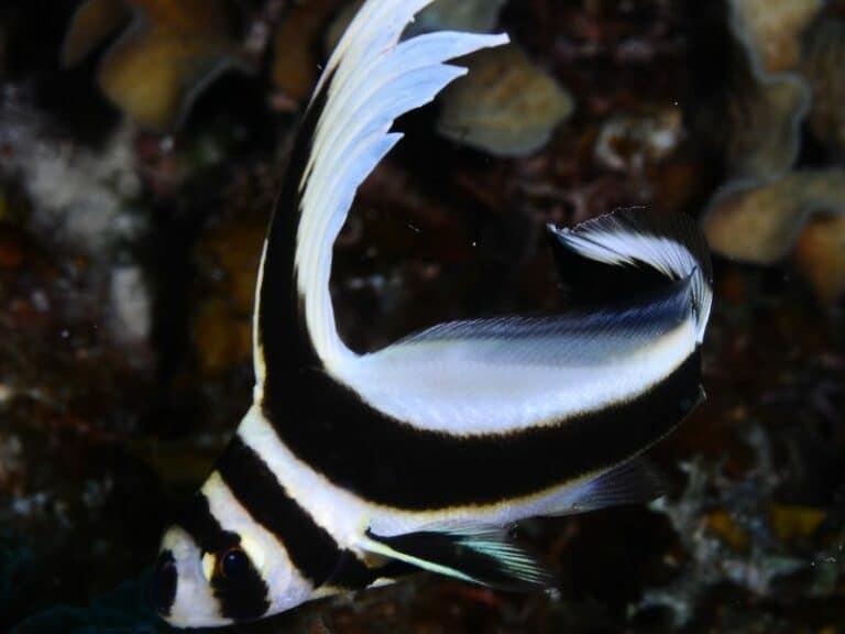 Spotted Drum Fish: Guide to the Caribbean Hypnotic Fish