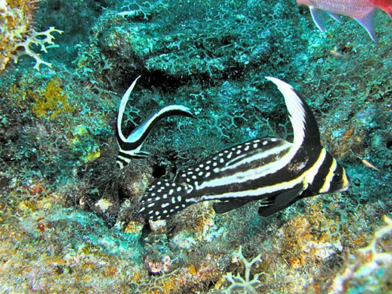 Spotted Drum Fish: Guide to the Caribbean Hypnotic Fish