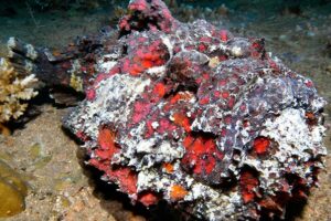 9 SCORPION FISH FACTS You Didn't Know | Dressel divers