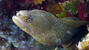 Types Of Eels of The Caribbean: Moray Eels, Conger Eels & Snake Eels