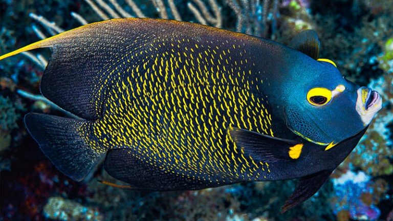 5 Types of Saltwater Angelfish You Can See in the Caribbean