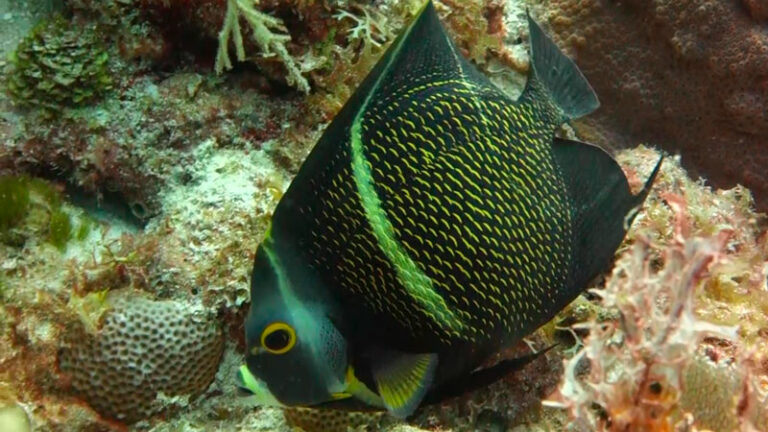5 Types of Saltwater Angelfish You Can See in the Caribbean