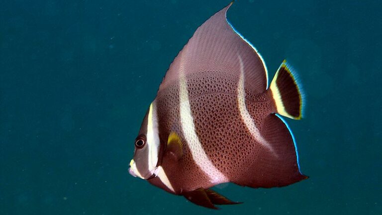 5 Types of Saltwater Angelfish You Can See in the Caribbean
