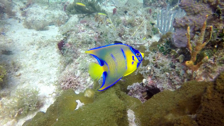 5 Types of Saltwater Angelfish You Can See in the Caribbean