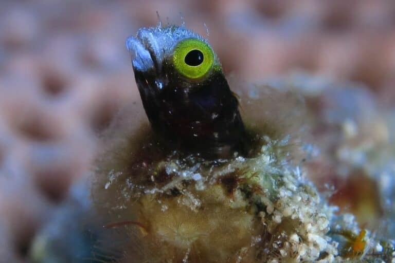 Underwater Macro Photography or How to Use Macro Lens Diving