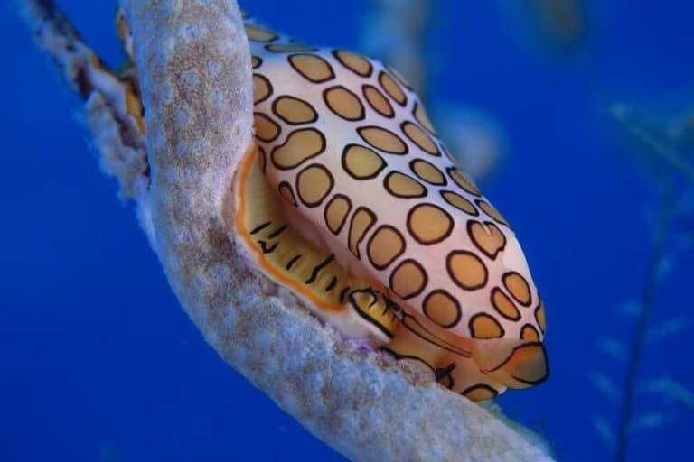 Underwater Macro Photography or How to Use Macro Lens Diving