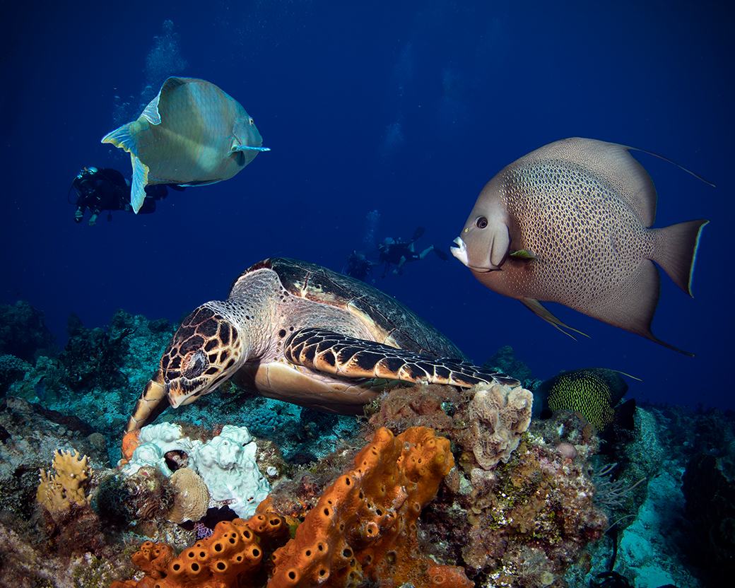 The 10 Best UNDERWATER PICS Taken By Dressel Divers' Guests