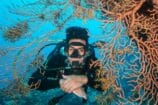 What Are the Bends in Scuba Diving? Causes & Prevention Guide