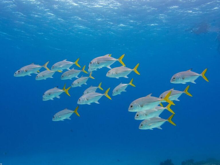 Caribbean Reef Fish Identification | Complete Guide