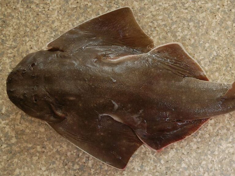 Angel Shark Facts: Knowing Them Can Save Their Lives