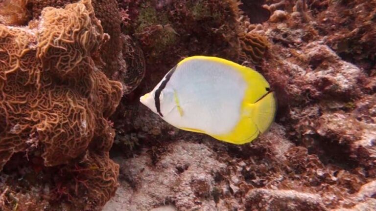 7 Saltwater Butterfly Fish Facts To Discover This Amazing Marine Animal