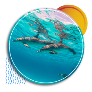 Cheap Diving; How to Get It Without Sacrificing Quality?