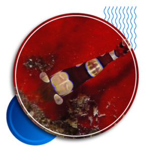 Cheap Diving; How to Get It Without Sacrificing Quality?