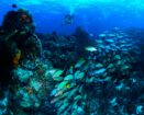 Columbia Reef, The Story of a Wonderful Dive | Dressel Divers.