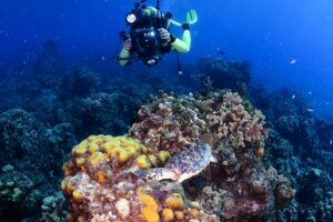 Cozumel Reefs: The Very Best Ones (Maps and Pictures Included)