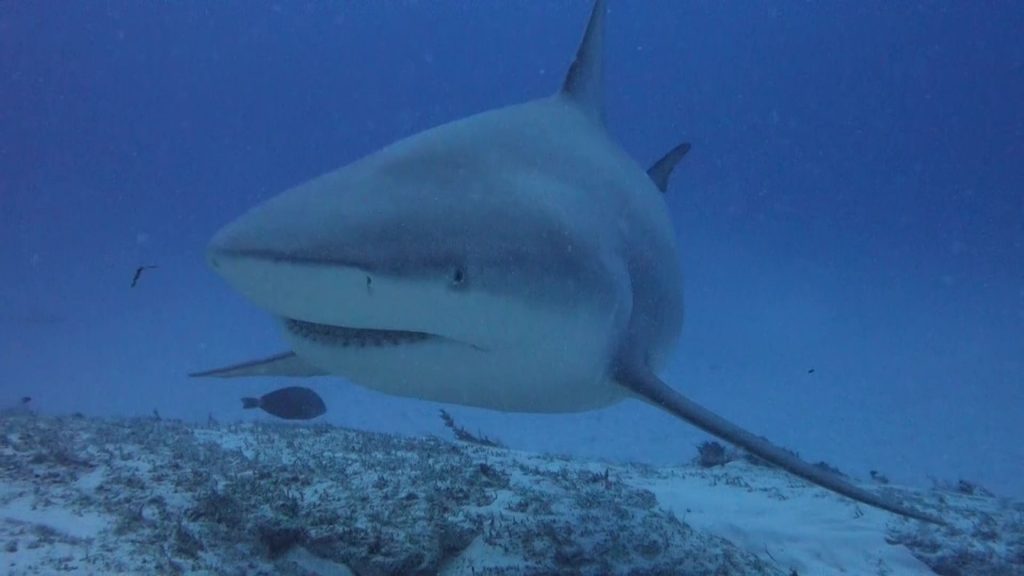 5 curiosidades sobre los tiburones toro que te dejarán boquiabierto
