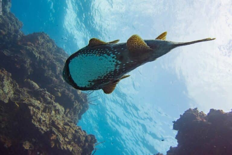 Deep Sea Photography (+ Deep Sea Pics Gallery)