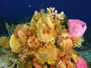Different Types of Coral: A Guide to Understanding Them