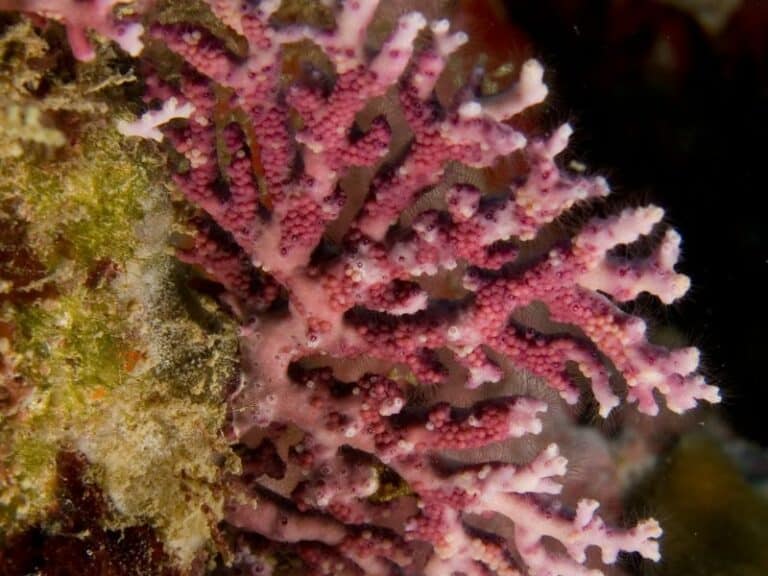 Different Types of Coral: A Guide to Understanding Them