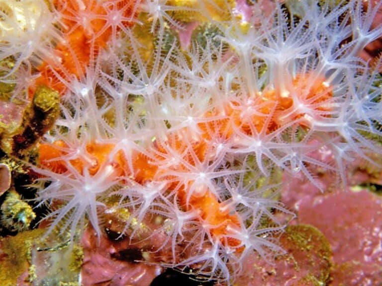 Different Types of Coral: A Guide to Understanding Them