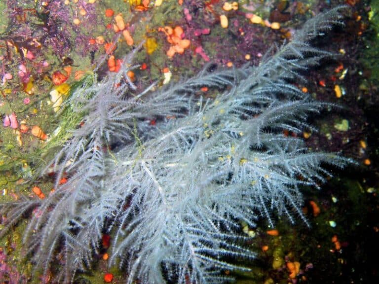 Different Types of Coral: A Guide to Understanding Them